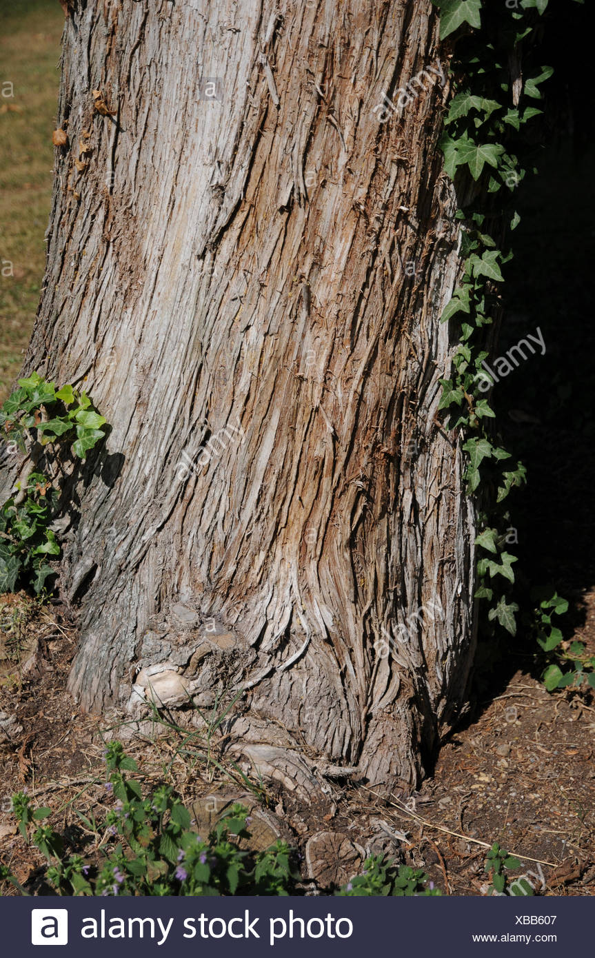 Northern White Cedar Tree High Resolution Stock Photography and Images ...