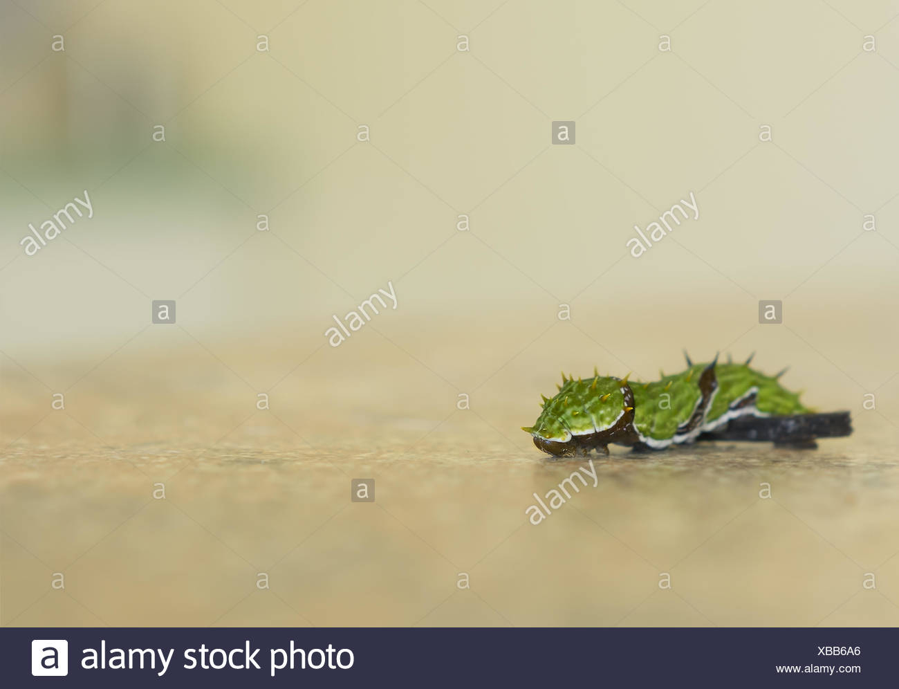 Citrus Caterpillar High Resolution Stock Photography and Images - Alamy