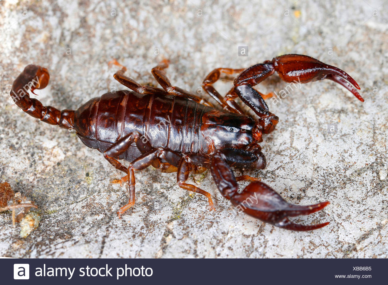 Skorpione Stock Photos & Skorpione Stock Images - Alamy