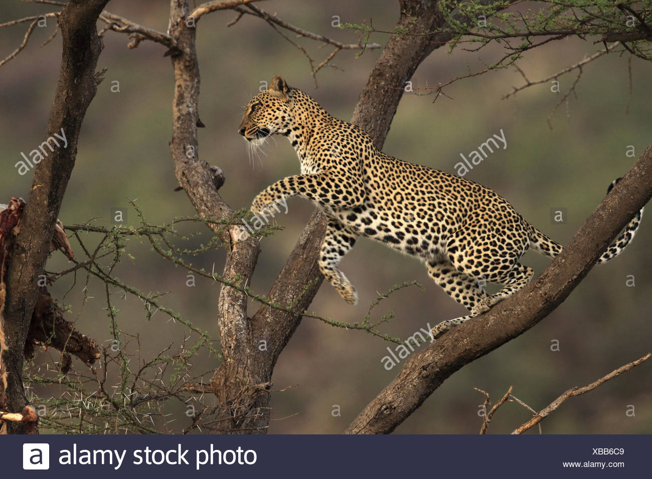 Leopard Jump High Resolution Stock Photography and Images - Alamy
