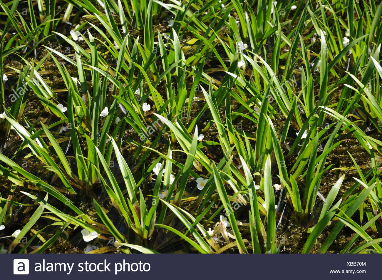 Stratiotes Aloides Water Soldier High Resolution Stock Photography and ...