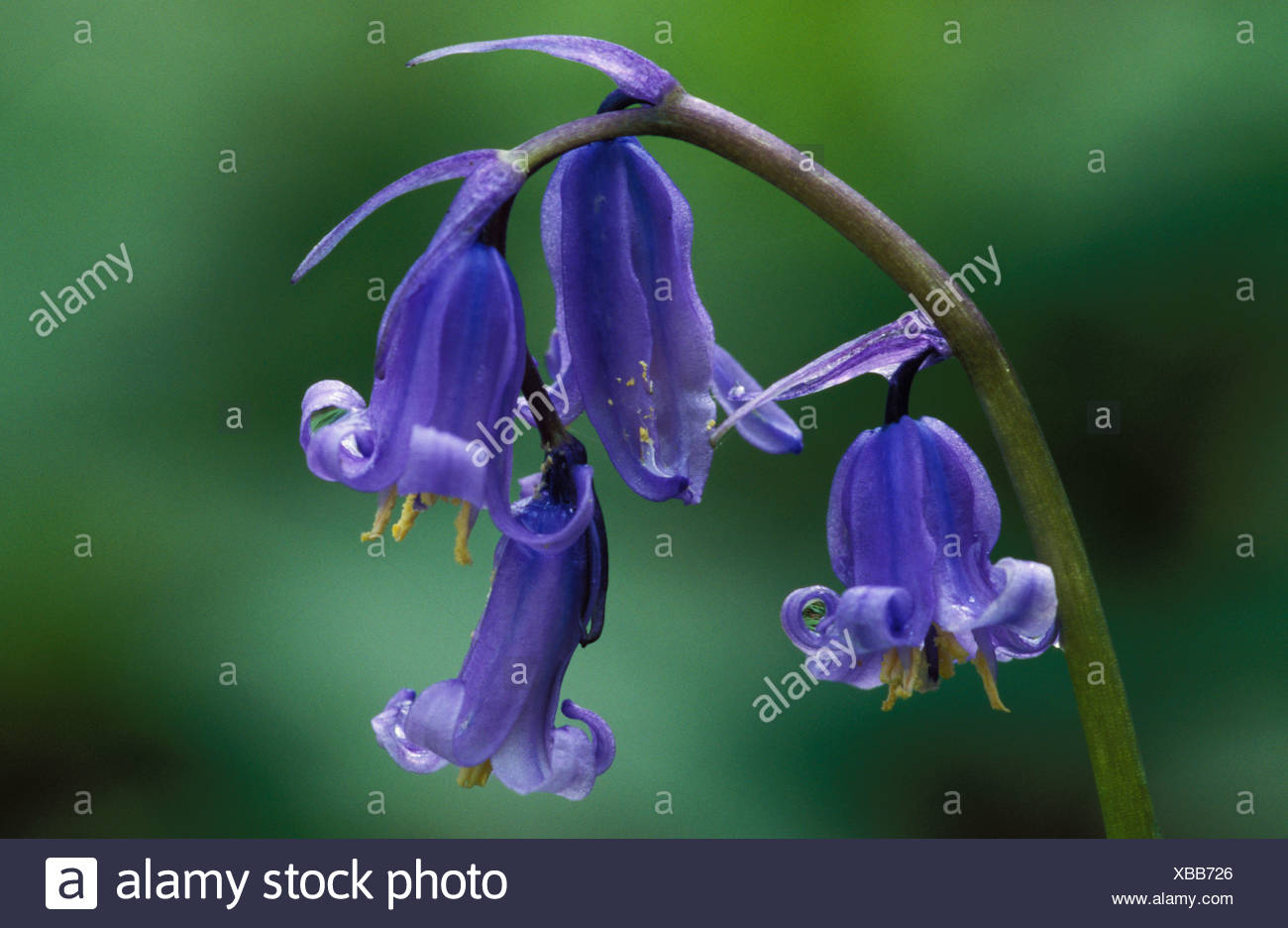 Bluebells Uk Stock Photos & Bluebells Uk Stock Images - Alamy
