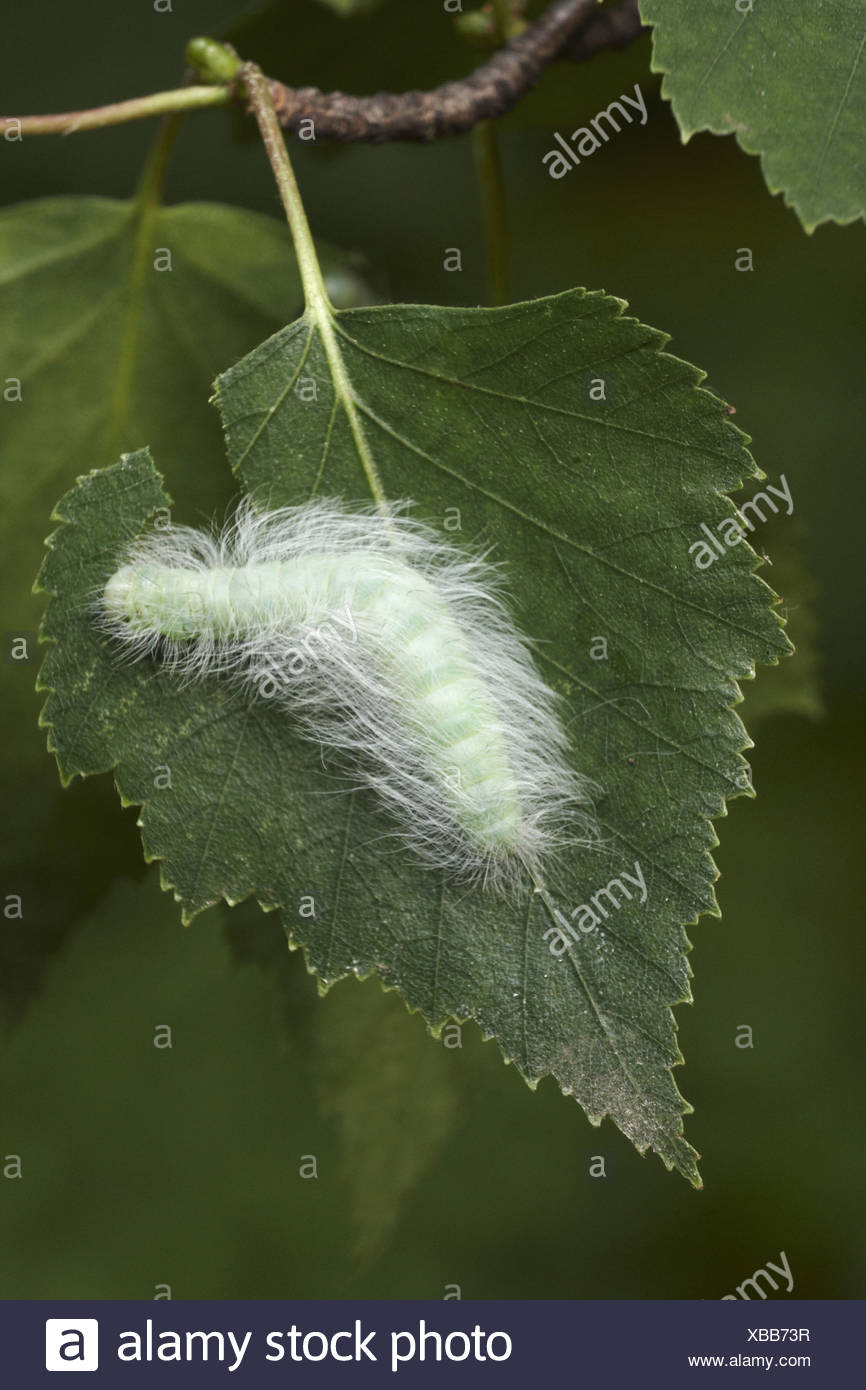 The Miller Moth Caterpillar High Resolution Stock Photography and ...