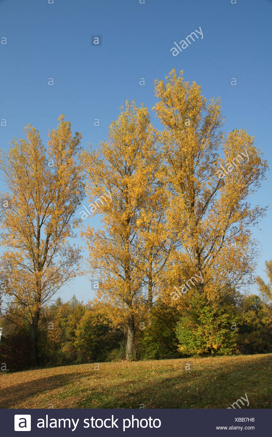 Populus X Canadensis Leaves High Resolution Stock Photography and ...