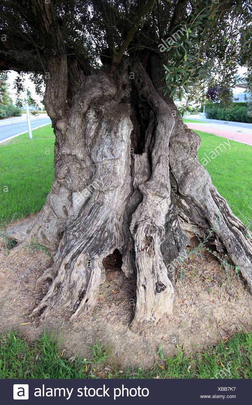 Olive Tree Trunk High Resolution Stock Photography and Images - Alamy