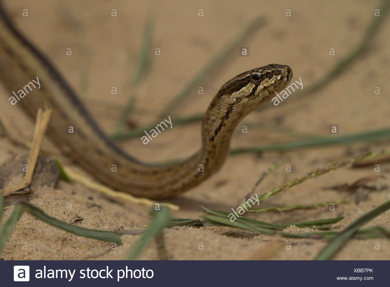 Madagascar Common Snake High Resolution Stock Photography and Images ...