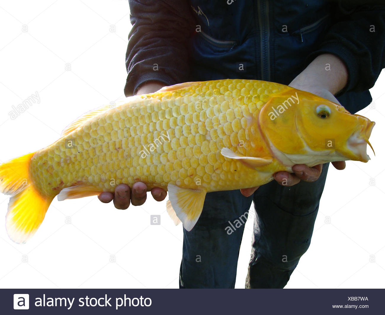 Yellow Carp High Resolution Stock Photography and Images - Alamy