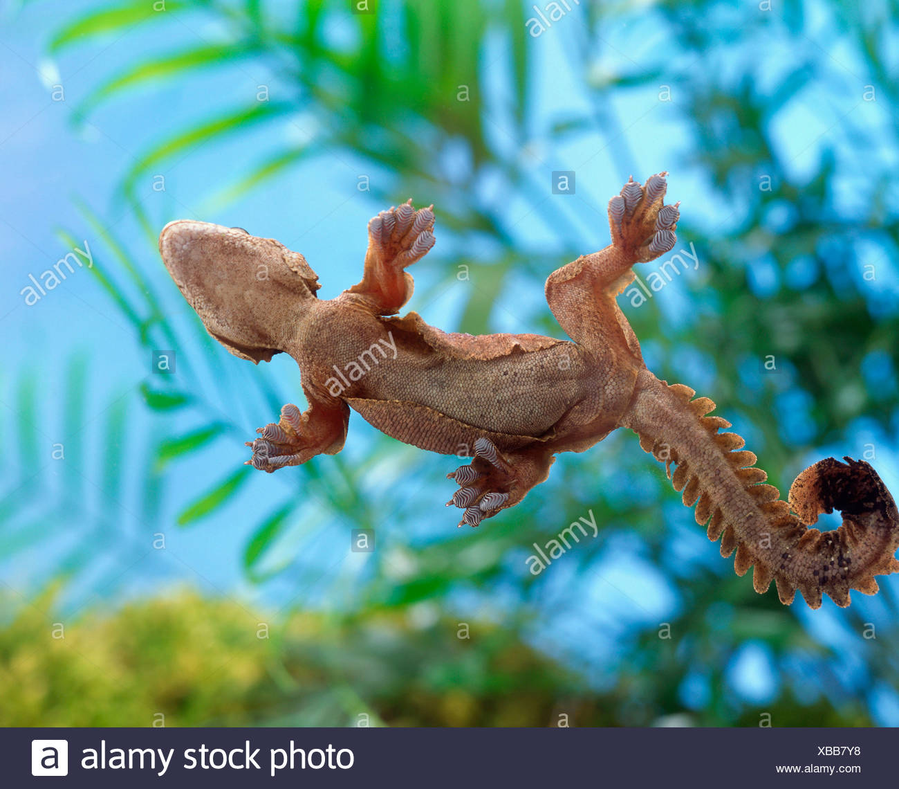 Flying Gecko Stock Photos & Flying Gecko Stock Images - Alamy