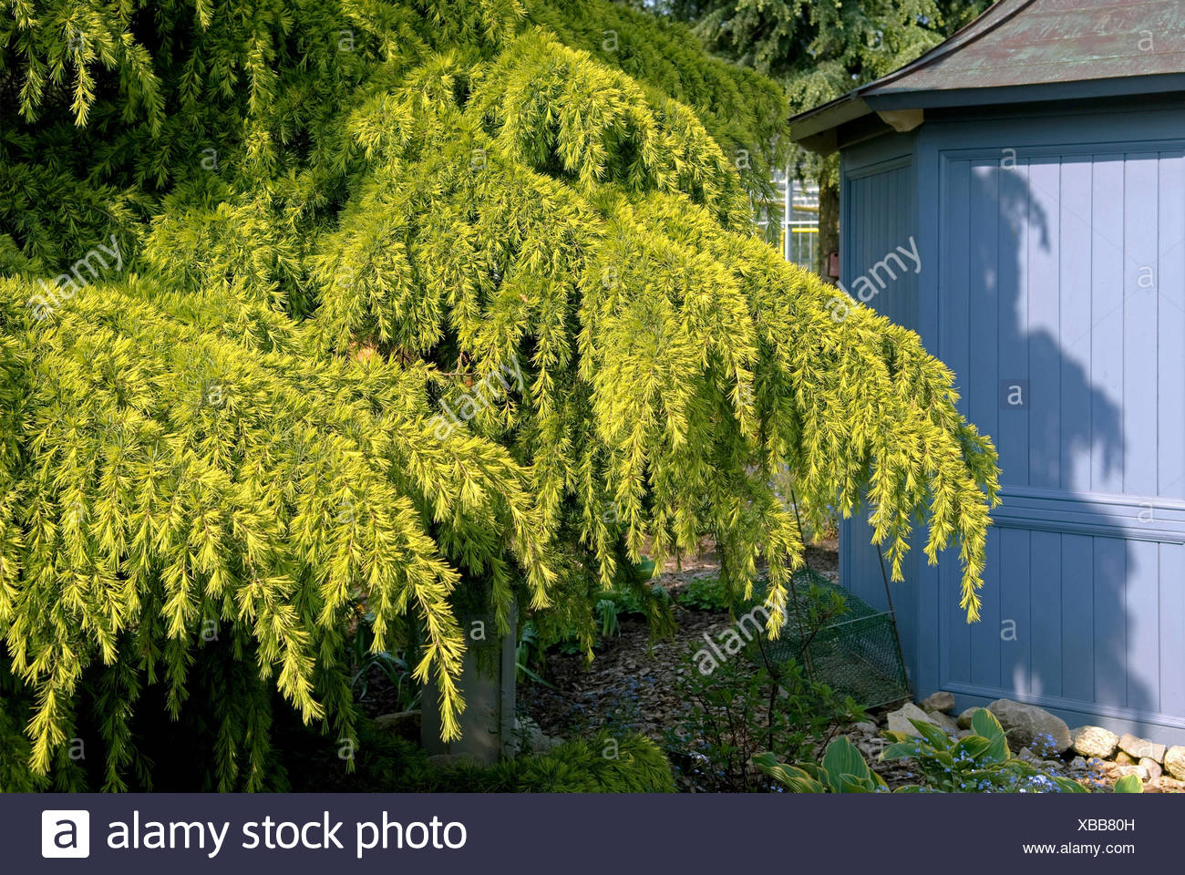 Yellow Cedar Trees Stock Photos & Yellow Cedar Trees Stock Images - Alamy