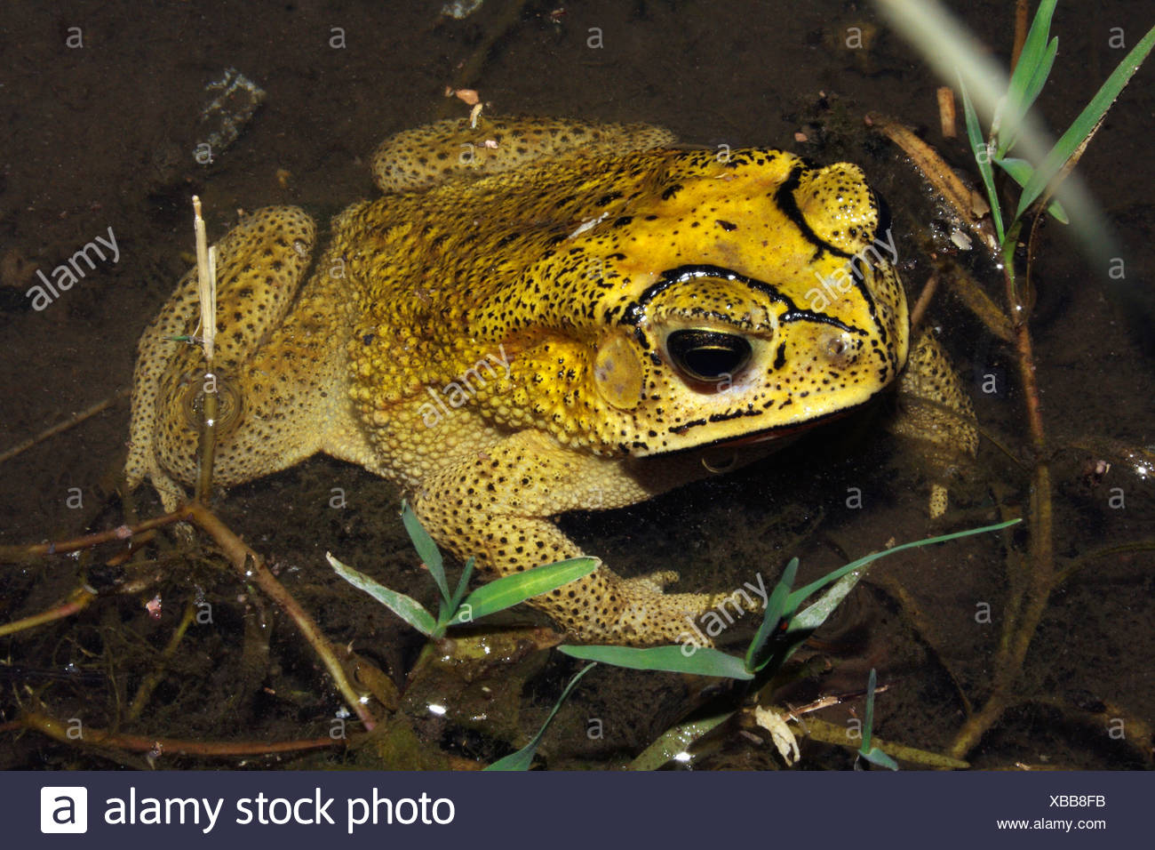 Indian Toad High Resolution Stock Photography and Images - Alamy