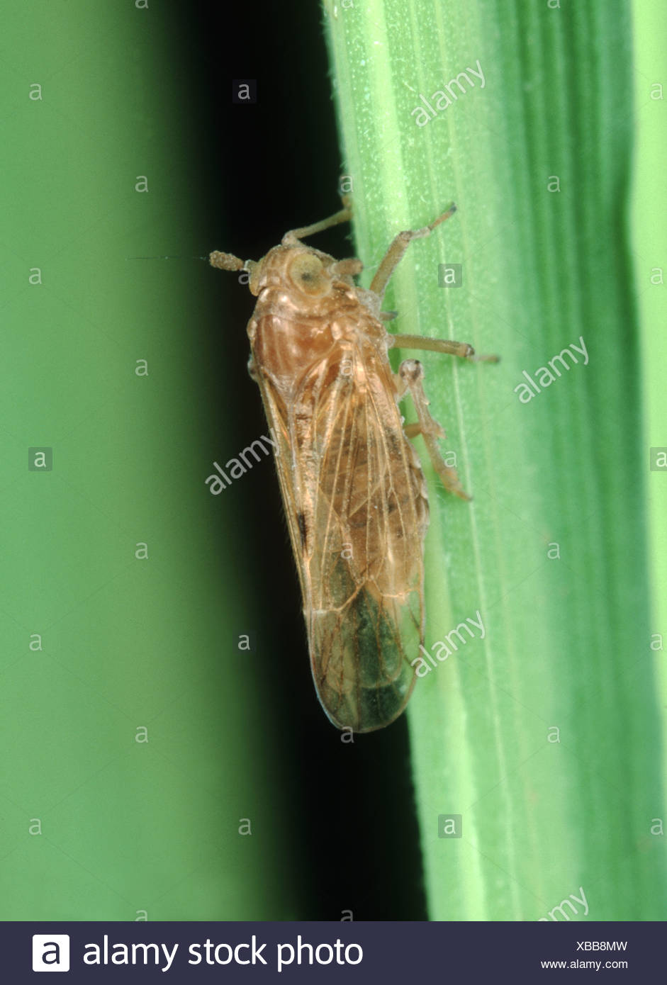 Rice Brown Plant Hopper Stock Photos & Rice Brown Plant Hopper Stock ...