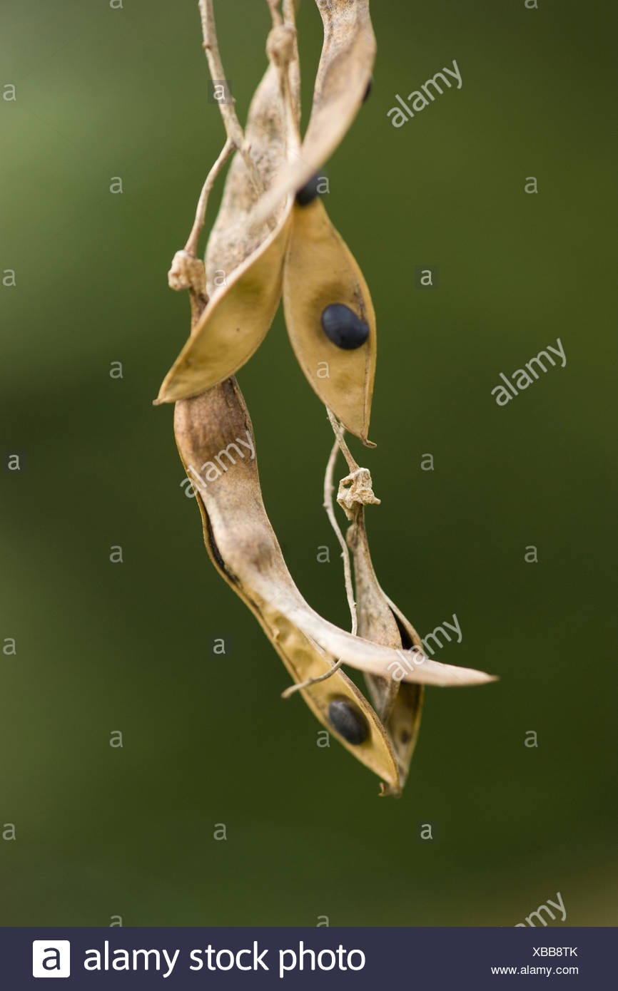 Laburnum Seeds Stock Photos & Laburnum Seeds Stock Images - Alamy
