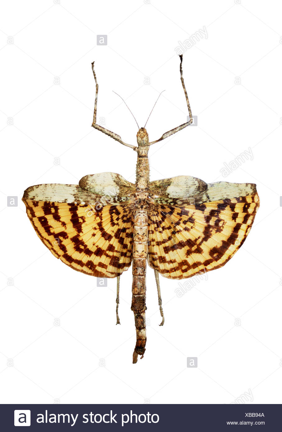 Rod Shaped Stock Photos & Rod Shaped Stock Images - Alamy