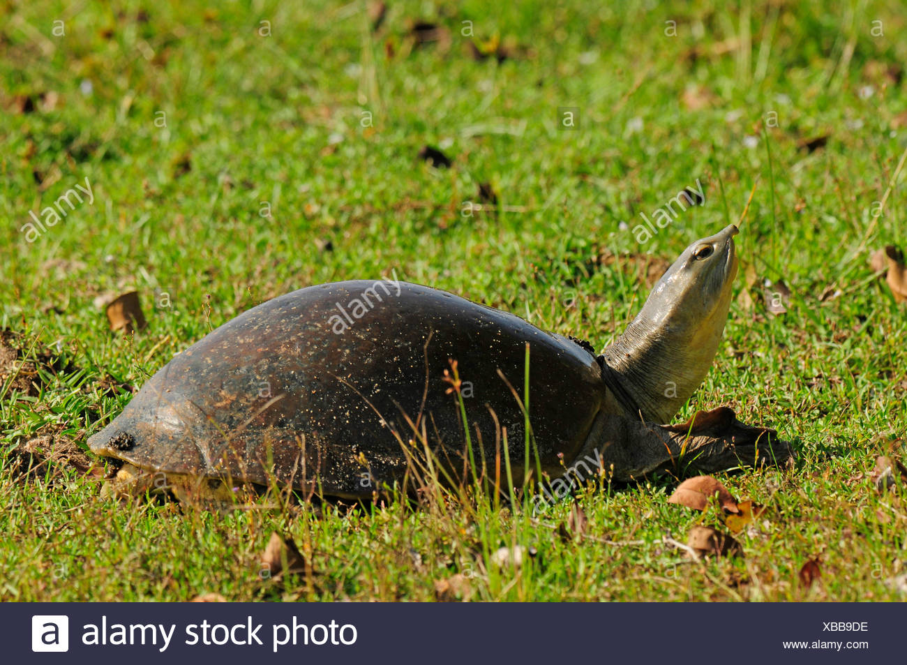 Indian Flapshell Turtle Stock Photos & Indian Flapshell Turtle Stock ...