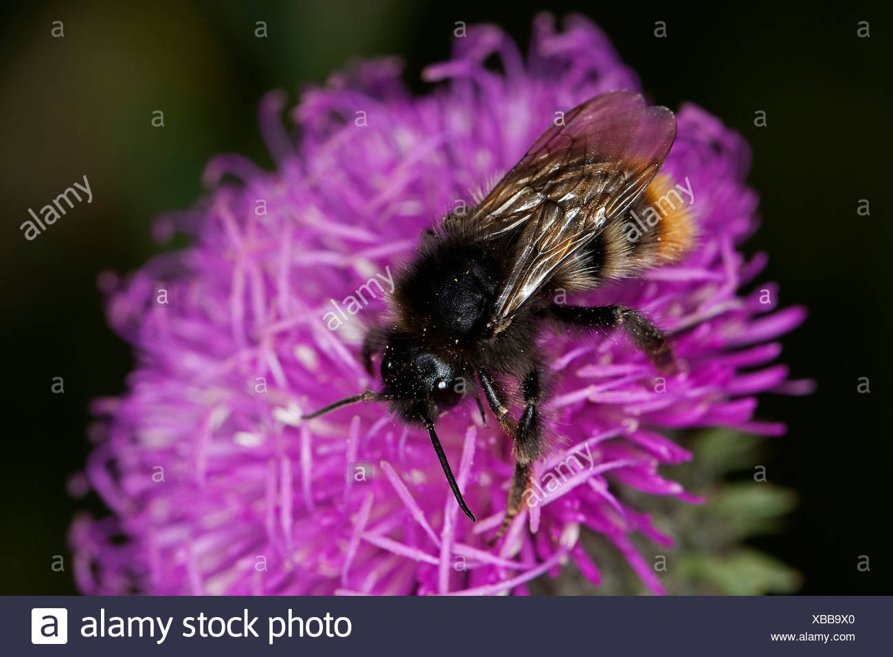 Bombus Rupestris High Resolution Stock Photography and Images - Alamy