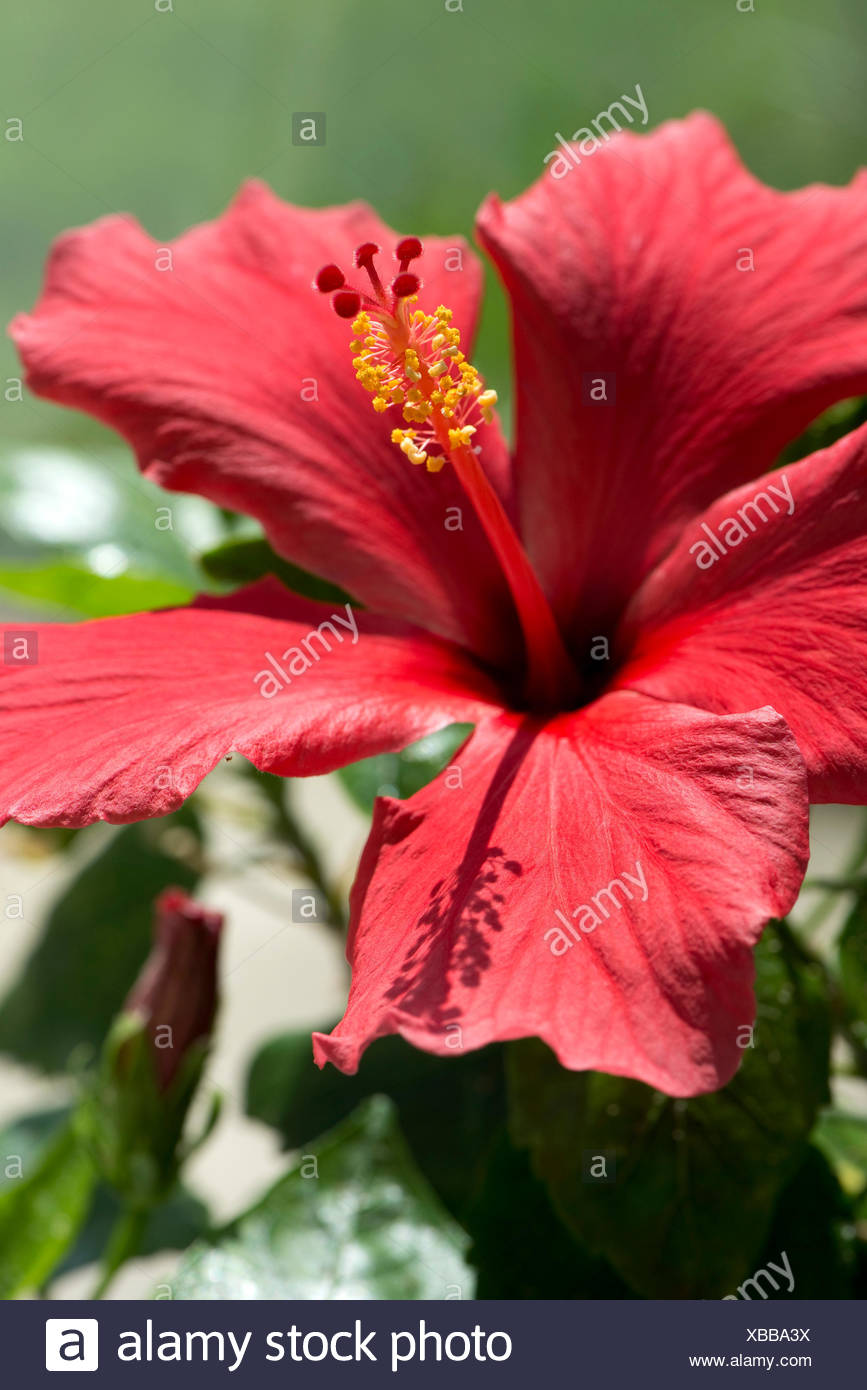 Plant Stigma High Resolution Stock Photography and Images - Alamy