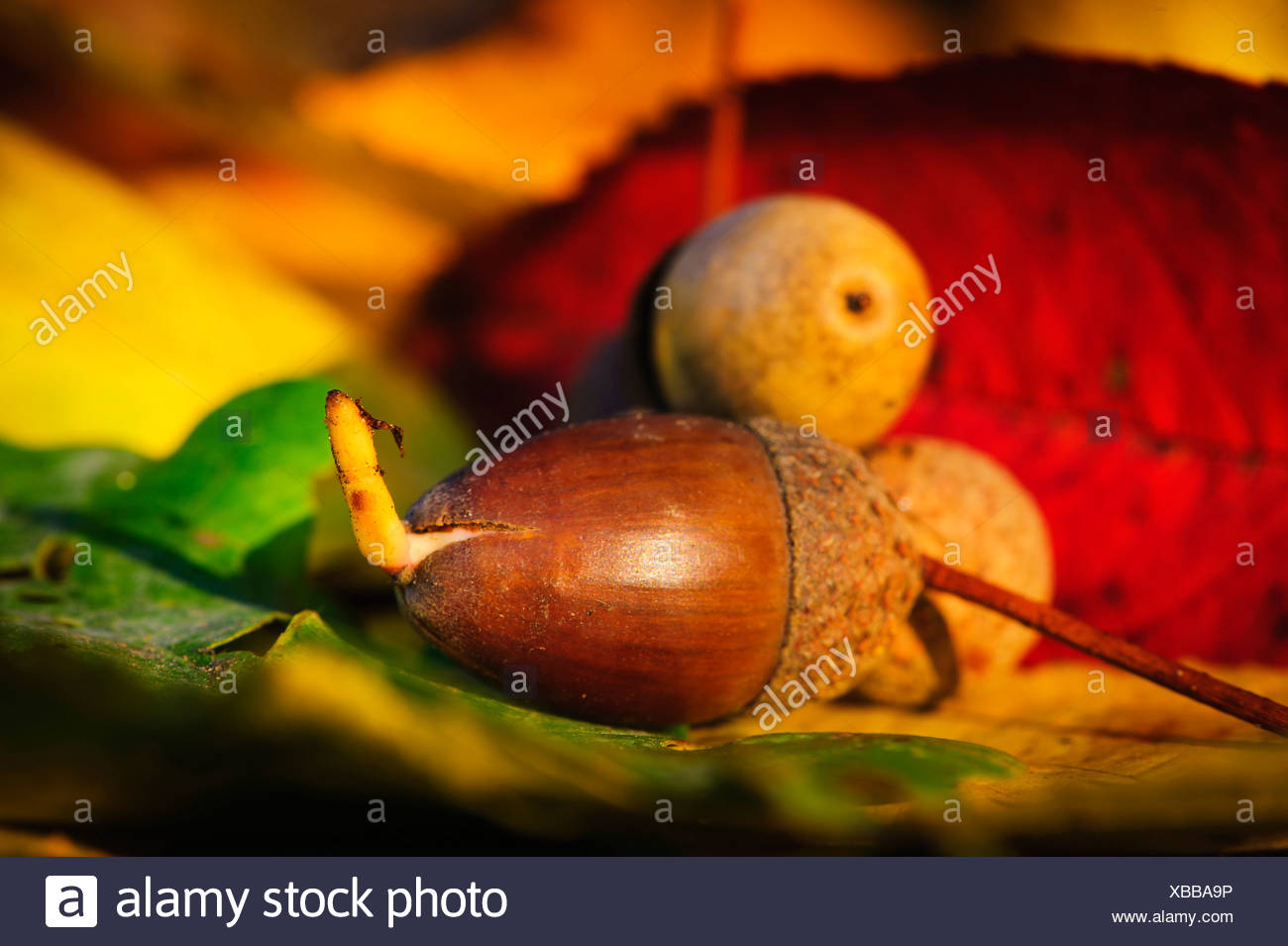 Acorn Buds High Resolution Stock Photography and Images - Alamy
