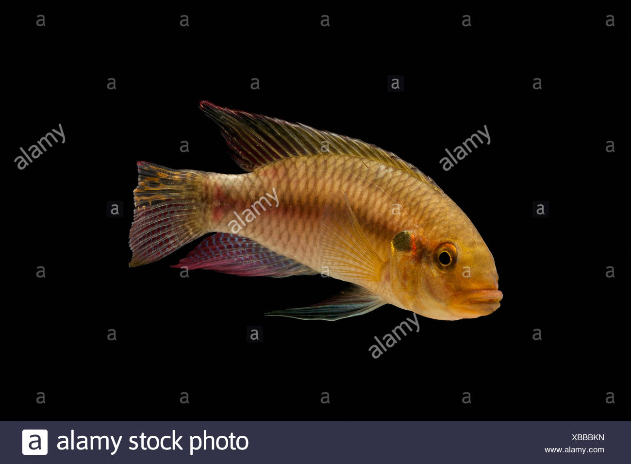 Kribensis Stock Photos & Kribensis Stock Images - Alamy