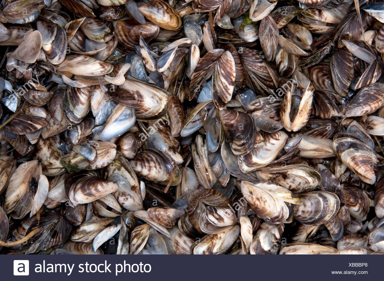 Zebra Mussel Dreissena Polymorpha High Resolution Stock Photography and ...