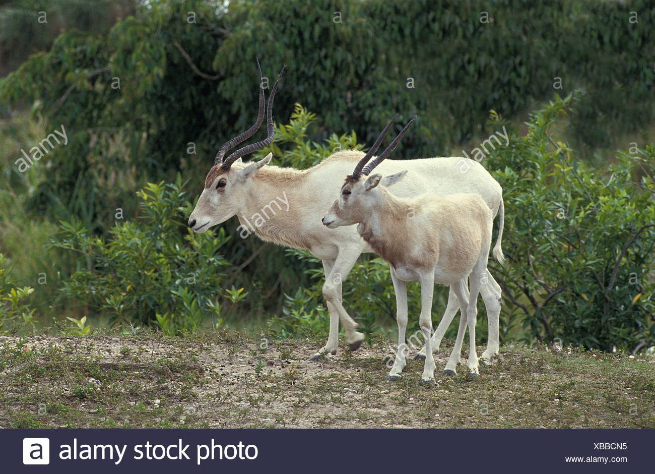 Addax Antelope Stock Photos & Addax Antelope Stock Images - Alamy