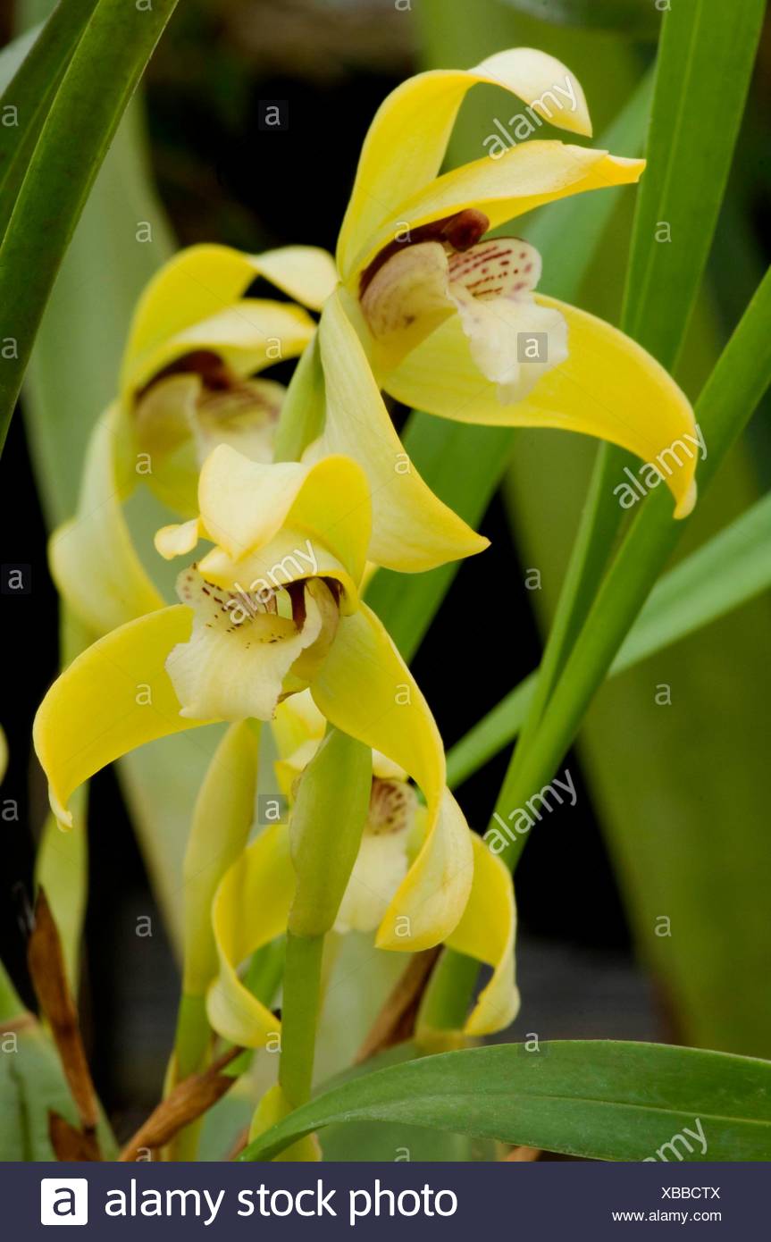 Maxillaria High Resolution Stock Photography and Images - Alamy