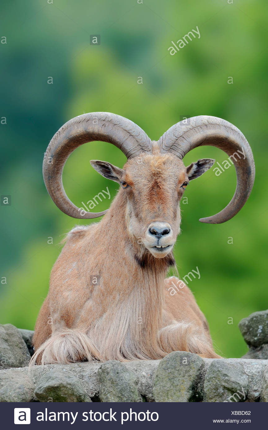 Aoudad Barbary Sheep High Resolution Stock Photography and Images - Alamy