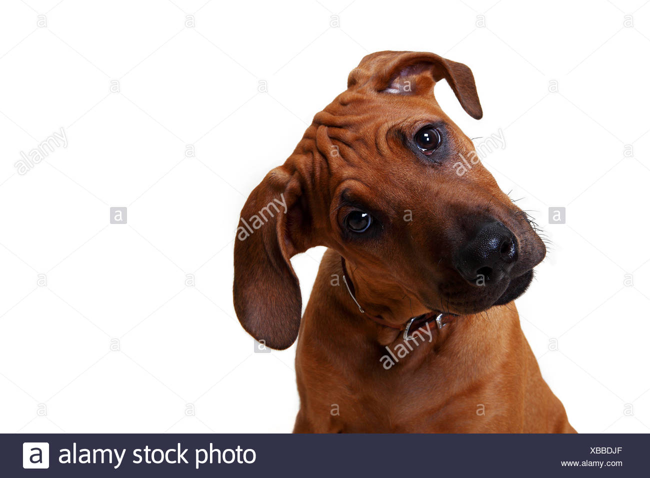 Rhodesian Ridgeback High Resolution Stock Photography and Images - Alamy