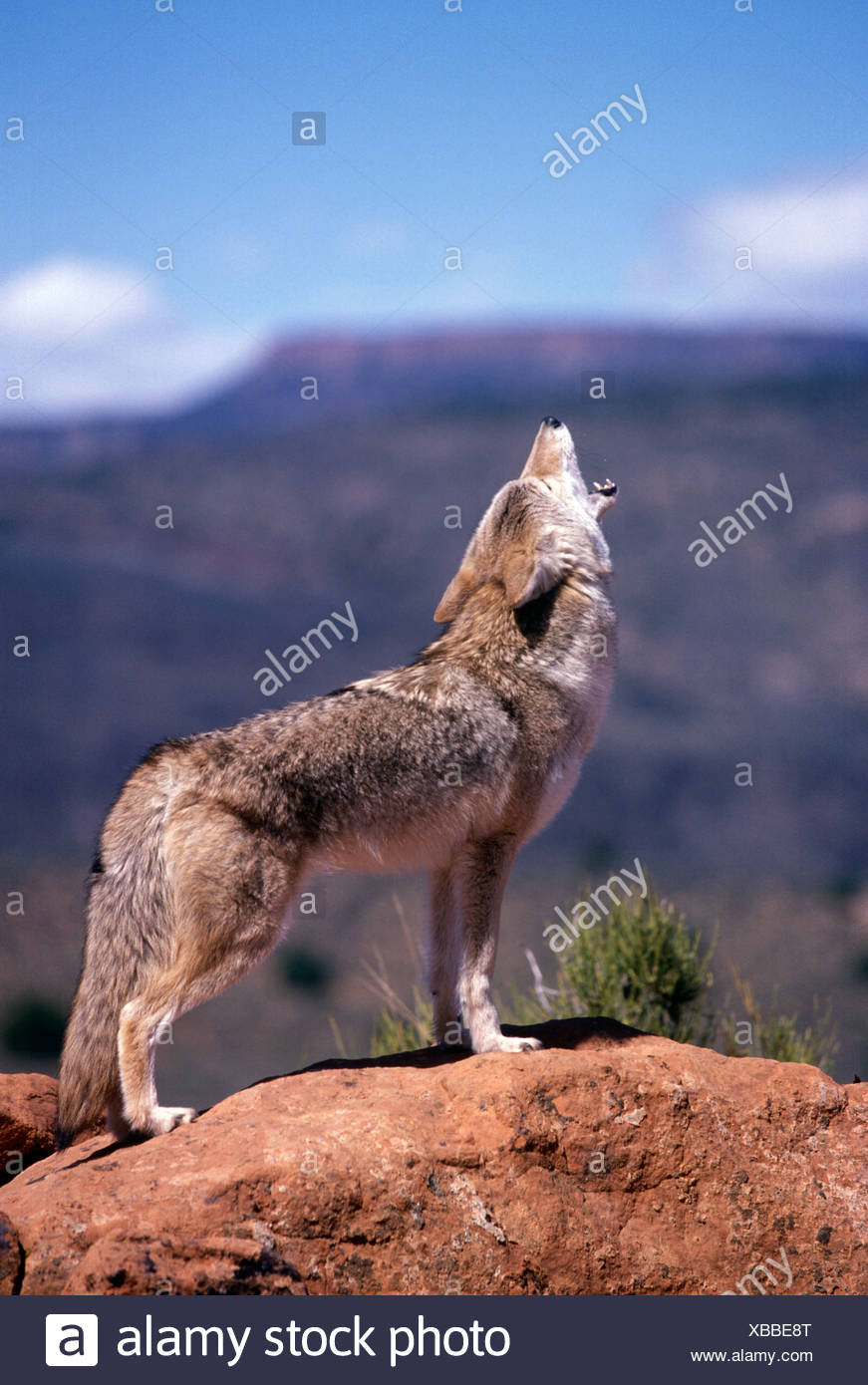 Desert Coyote Howling
