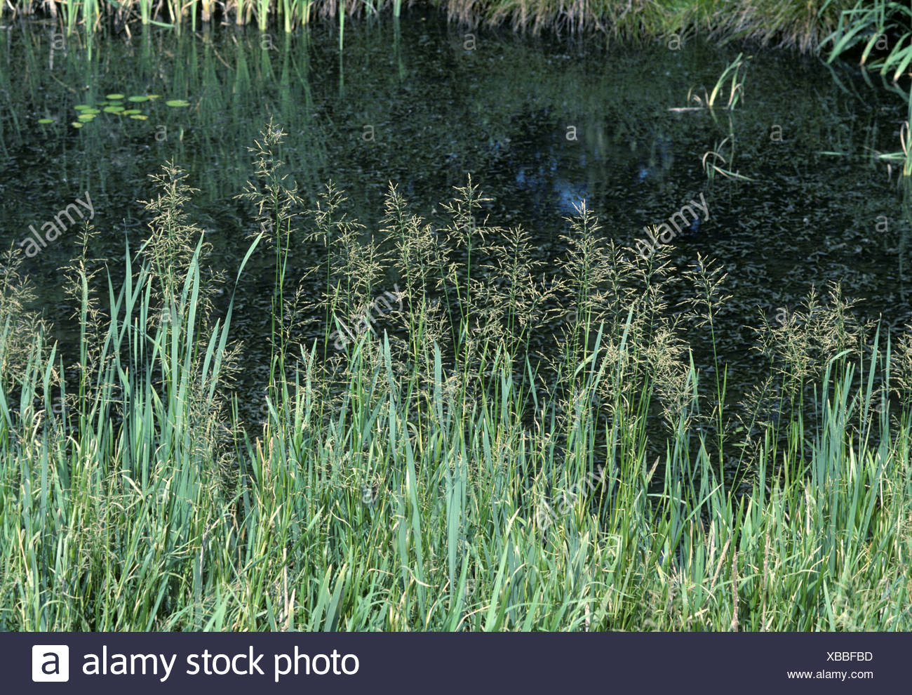 Reed Sweet Grass High Resolution Stock Photography and Images - Alamy