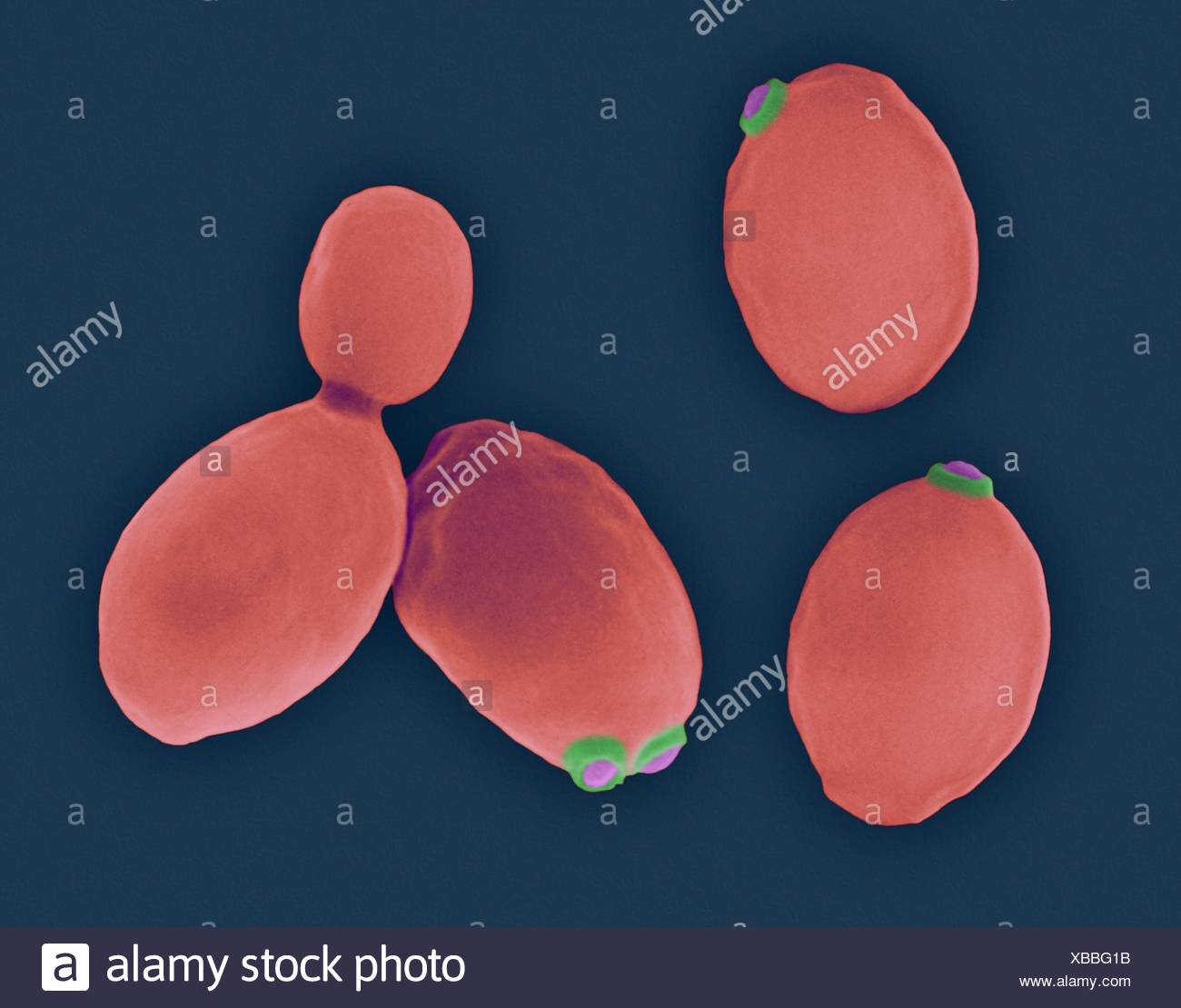 Budding Fungi High Resolution Stock Photography and Images - Alamy