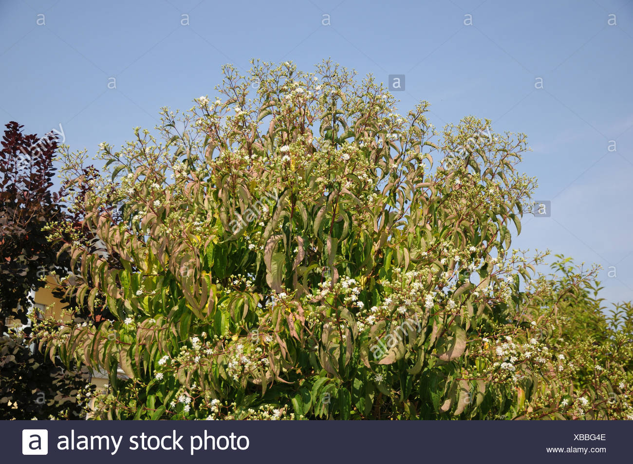 Seven Sons Plant High Resolution Stock Photography and Images - Alamy