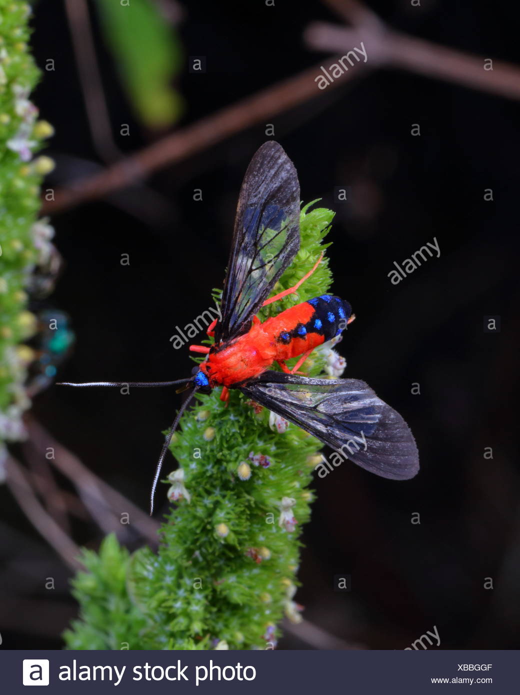 Wings And Body High Resolution Stock Photography and Images - Alamy