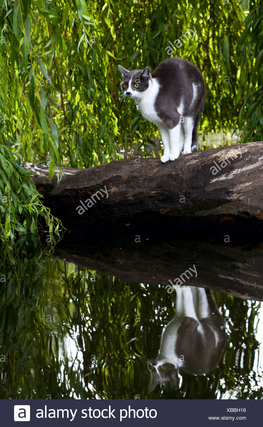 Scared Of Water High Resolution Stock Photography and Images - Alamy