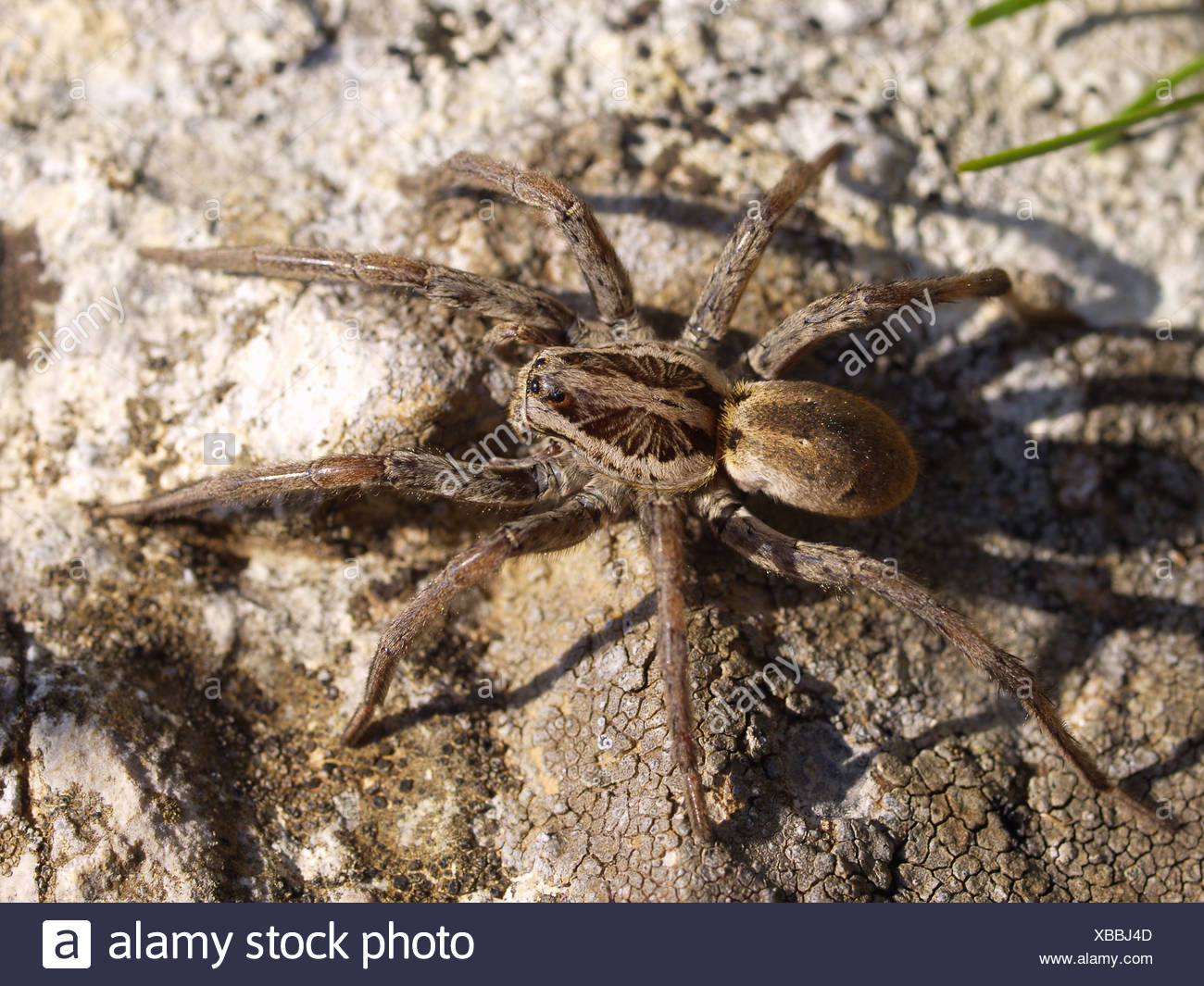 Lycosa Singoriensis High Resolution Stock Photography and Images - Alamy