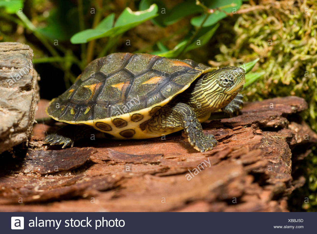 Chinese Turtle High Resolution Stock Photography and Images - Alamy