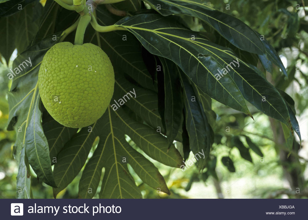 Indian Breadfruit High Resolution Stock Photography and Images - Alamy