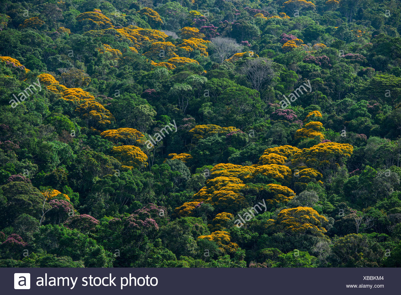 Flowering Trees In The Rainforest at Katie Jenkins blog