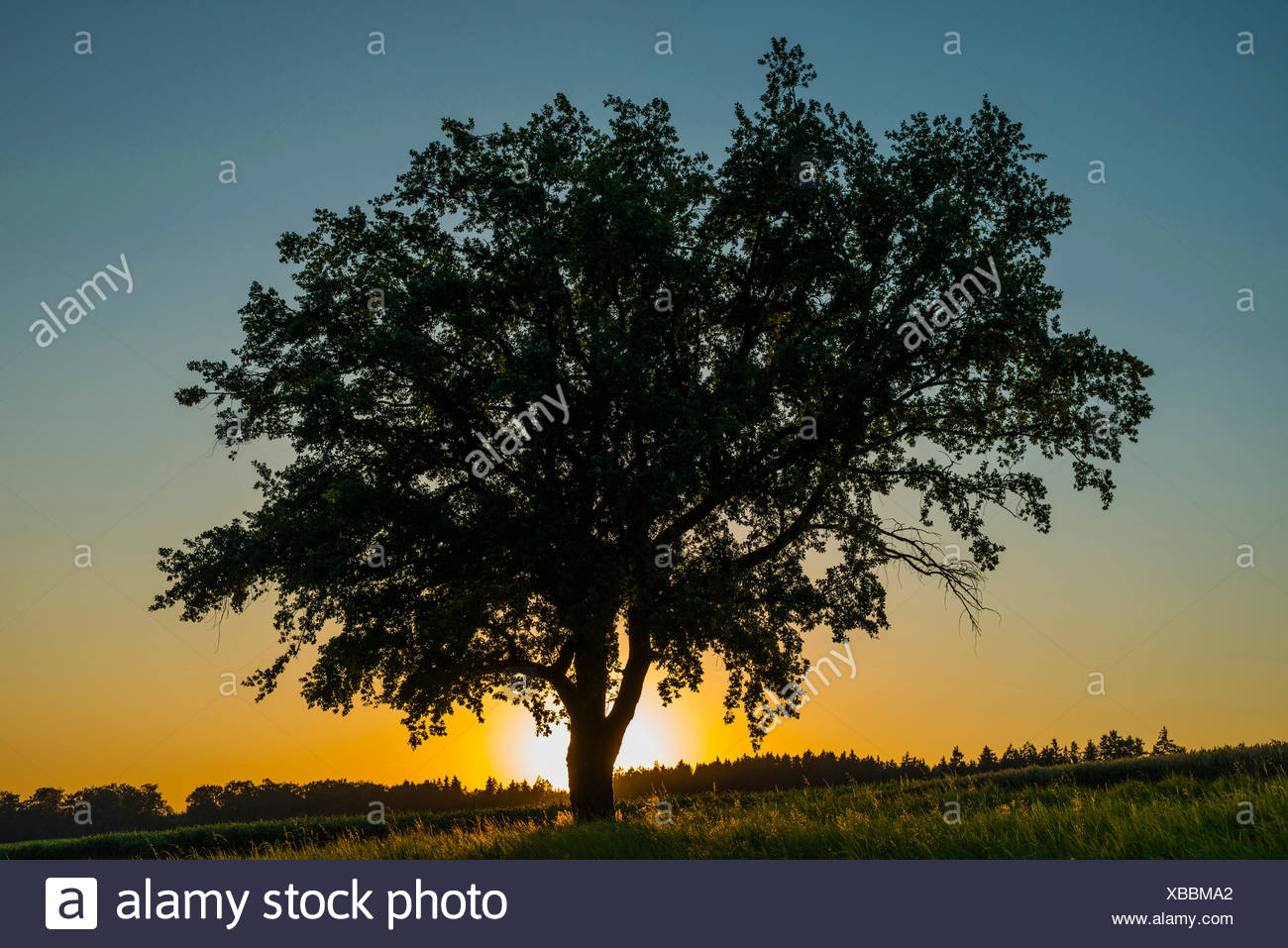 German Oak Tree High Resolution Stock Photography and Images - Alamy