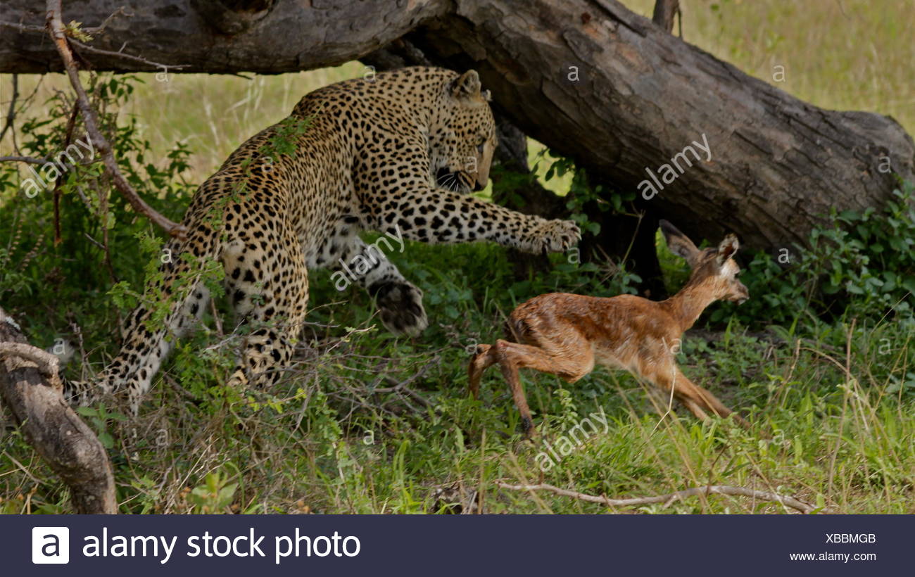 Big Cat Pouncing High Resolution Stock Photography and Images - Alamy