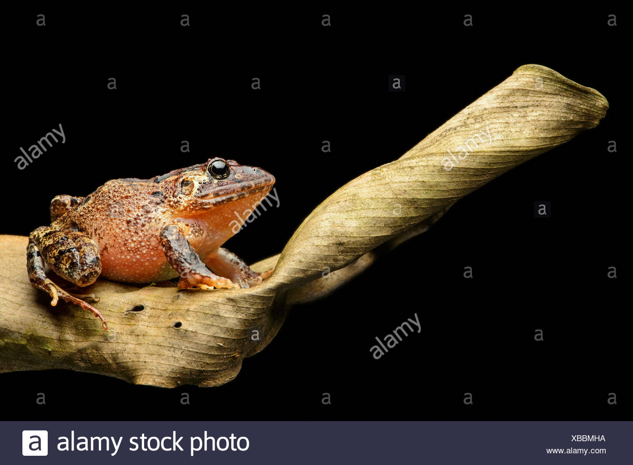 Robber Frog Stock Photos & Robber Frog Stock Images - Alamy