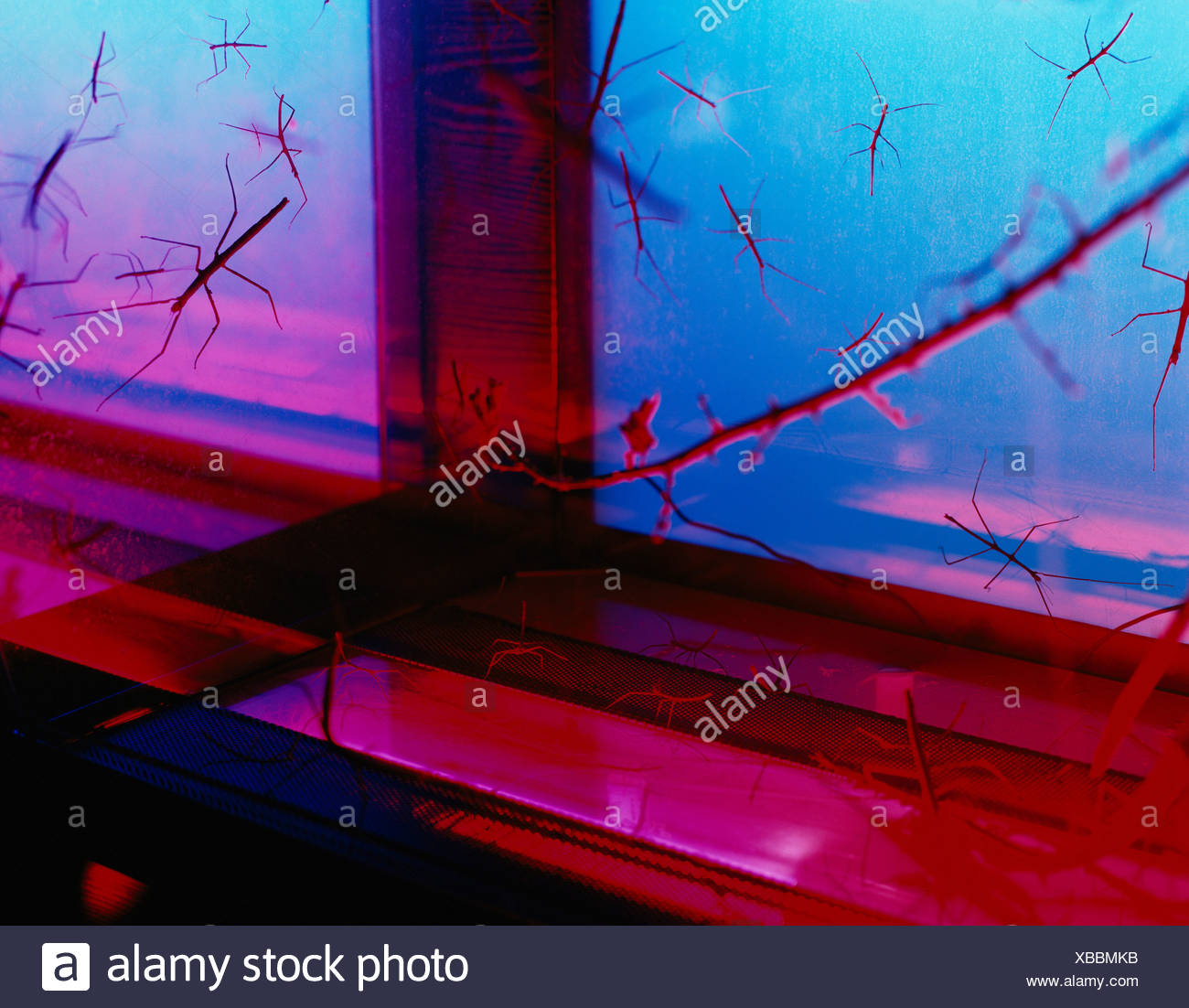 Stick Insect High Resolution Stock Photography and Images - Alamy