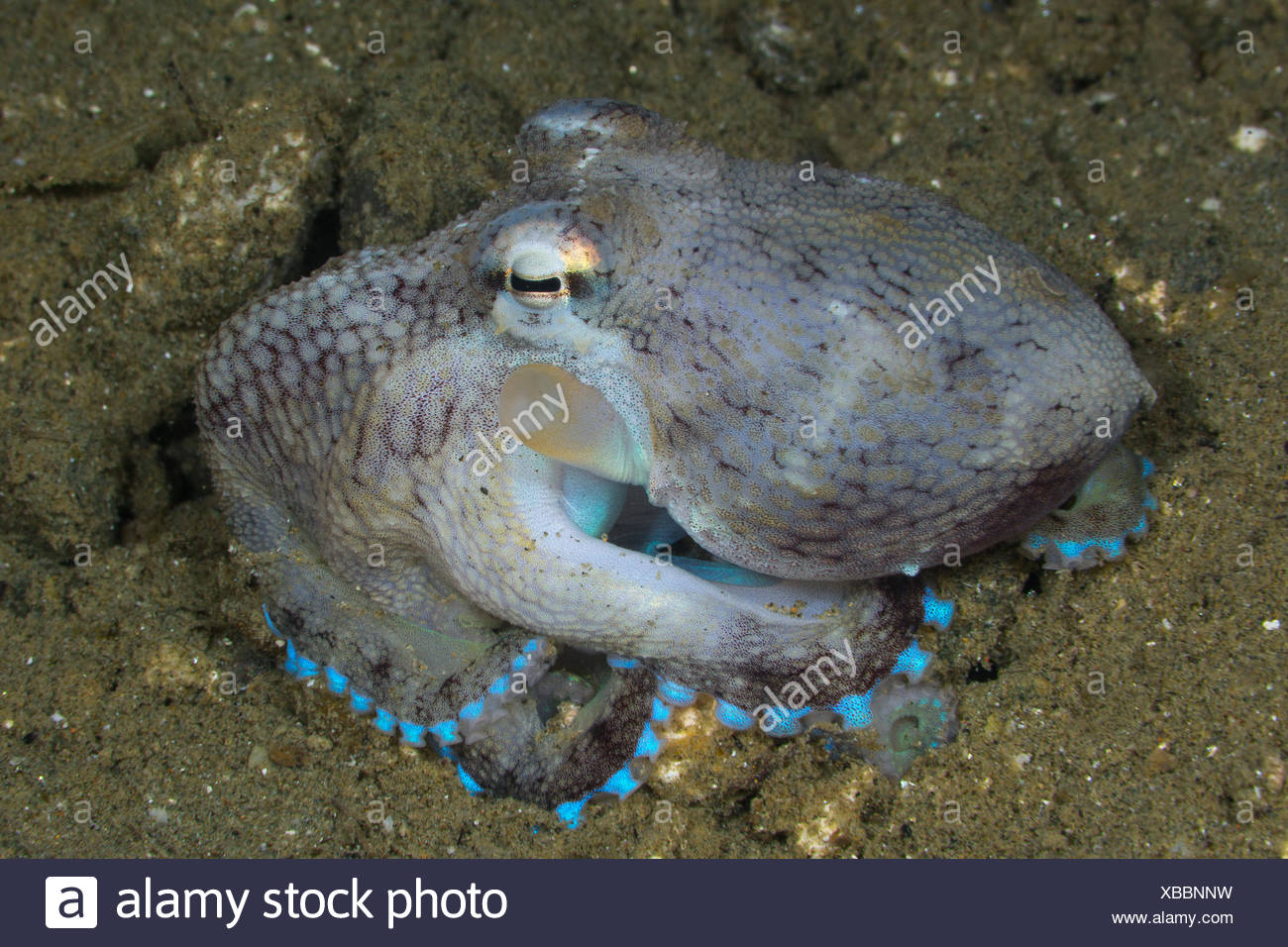 Veined Octopus Stock Photos & Veined Octopus Stock Images - Alamy