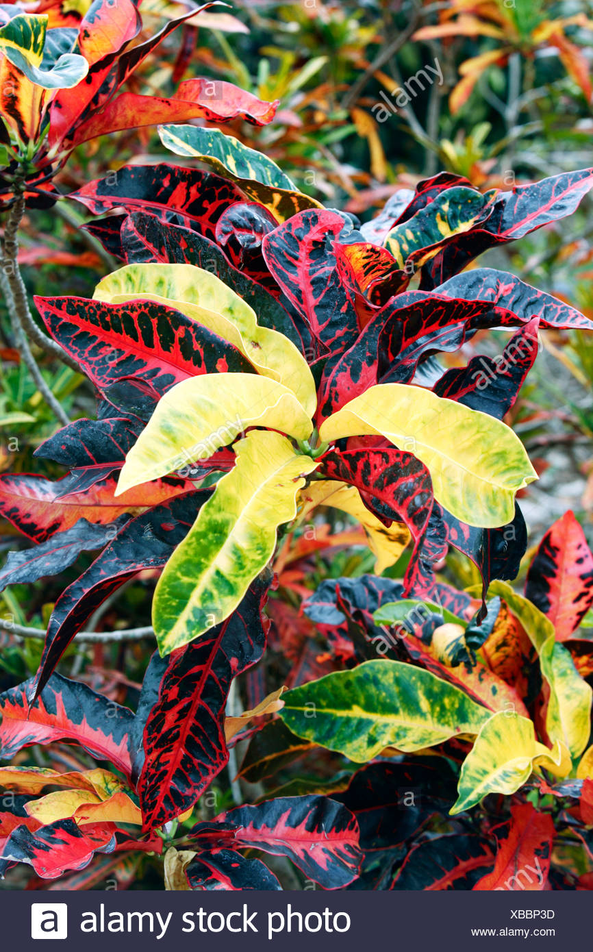 Codiaeum Variegatum Pictum High Resolution Stock Photography and Images ...