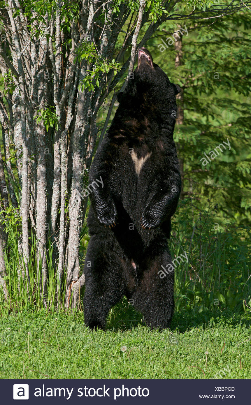 Bear Scratching Tree Stock Photos & Bear Scratching Tree Stock Images ...