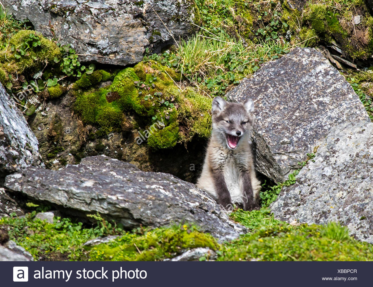 Arctic Fox Den High Resolution Stock Photography and Images - Alamy