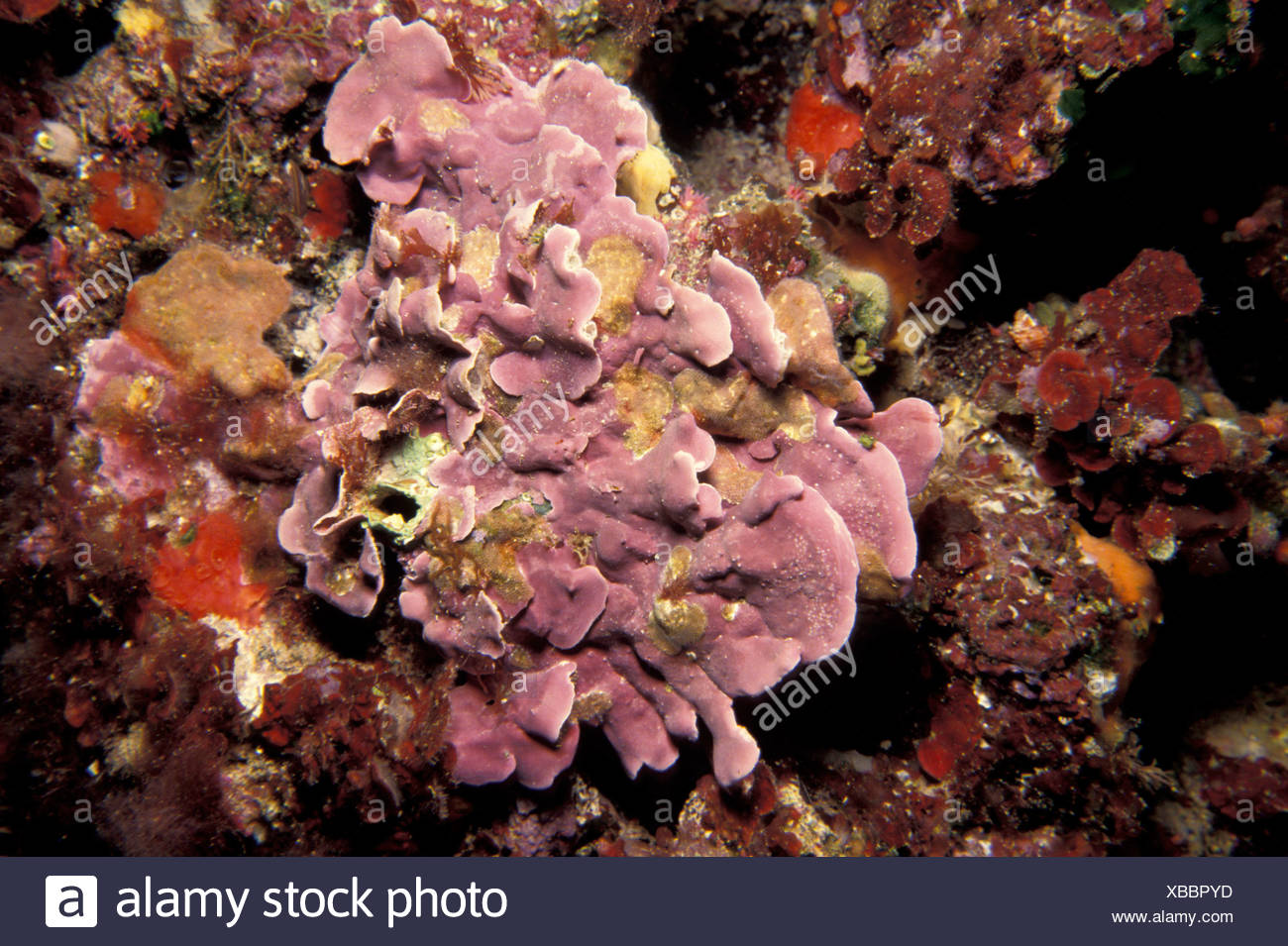 Calcareous Algae High Resolution Stock Photography and Images - Alamy