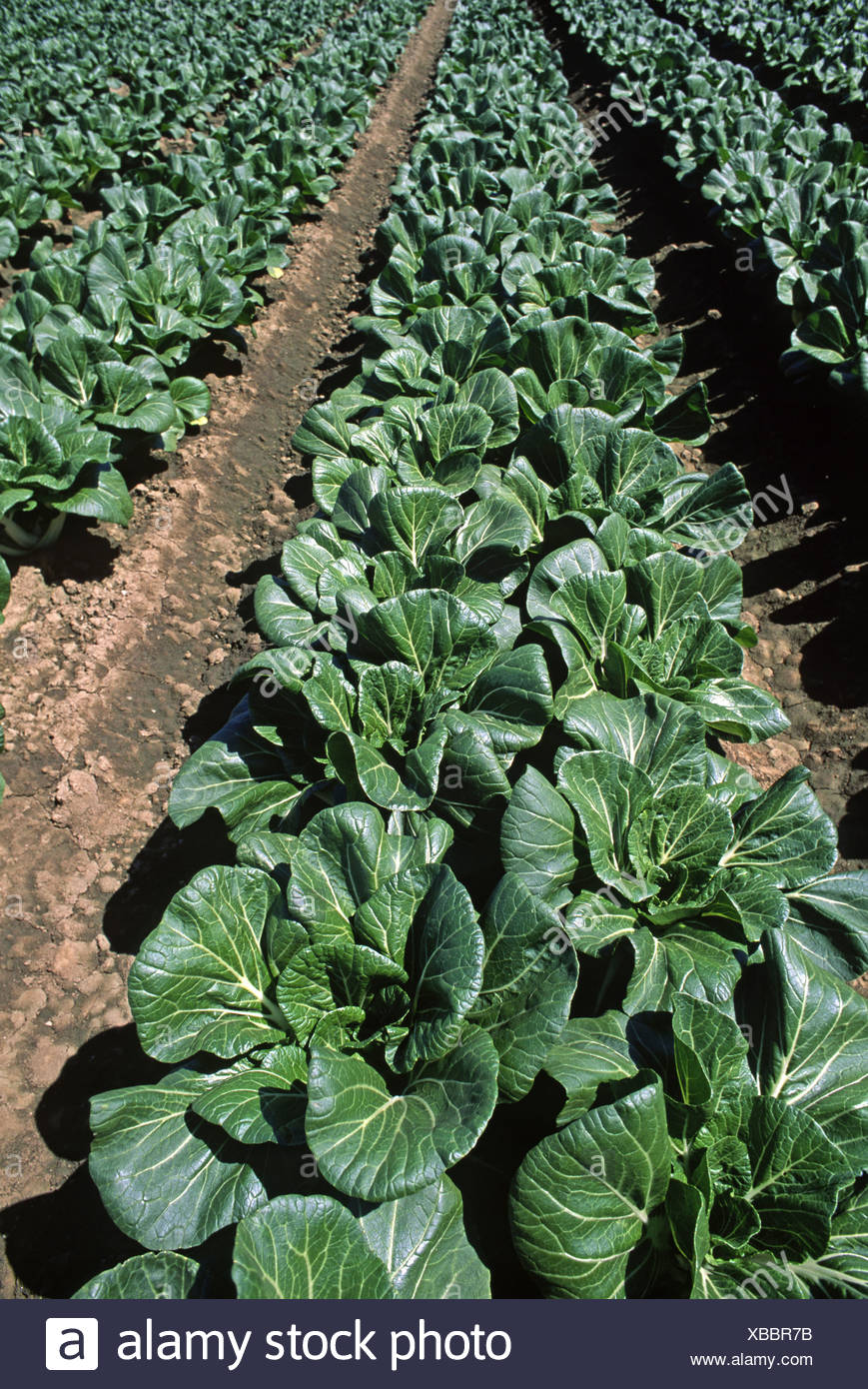 Pak Choi Growing Stock Photos & Pak Choi Growing Stock Images - Alamy