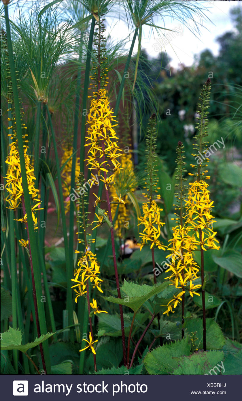 Leopard Plant Stock Photos & Leopard Plant Stock Images - Alamy