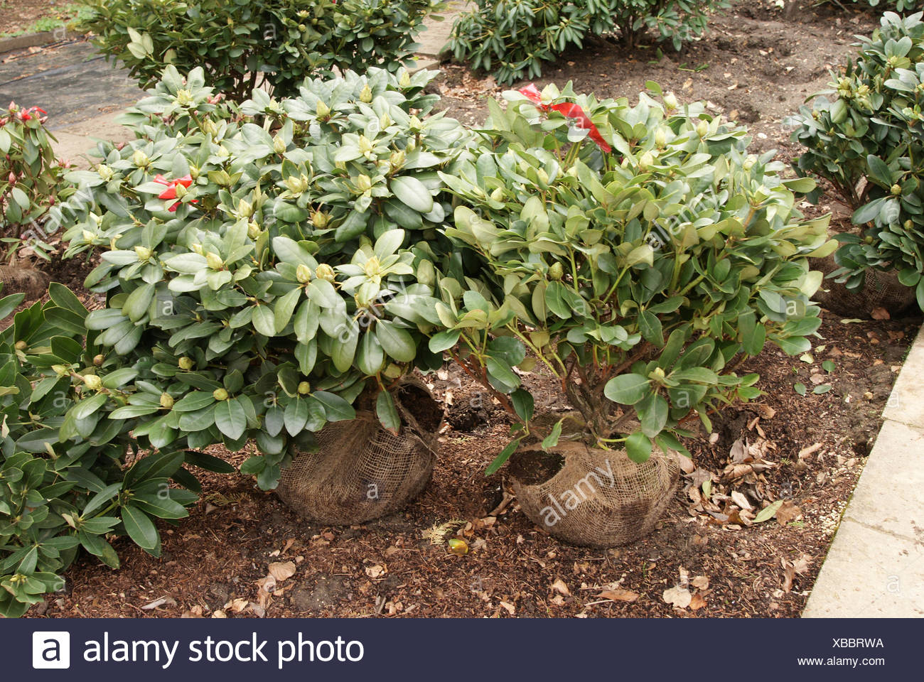 Jute Bales High Resolution Stock Photography and Images - Alamy