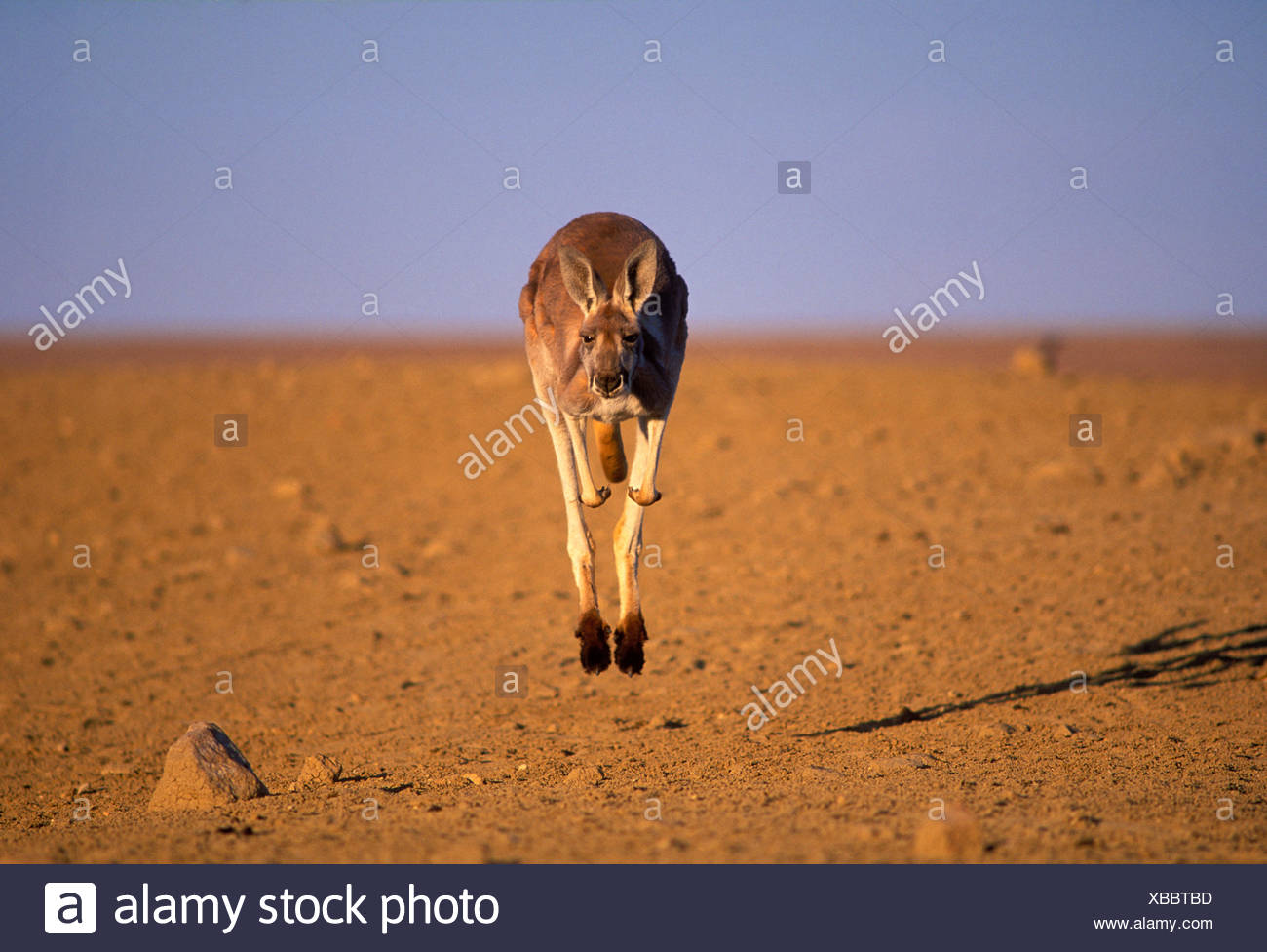 Female Jumping Kangaroo High Resolution Stock Photography and Images ...